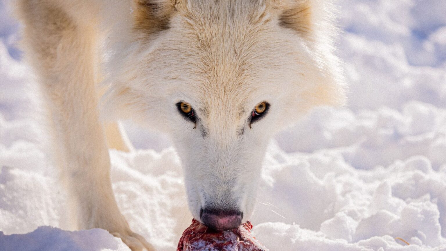Dire wolf: aggiornamento di colossal biosciences su crescita, caccia ed ...